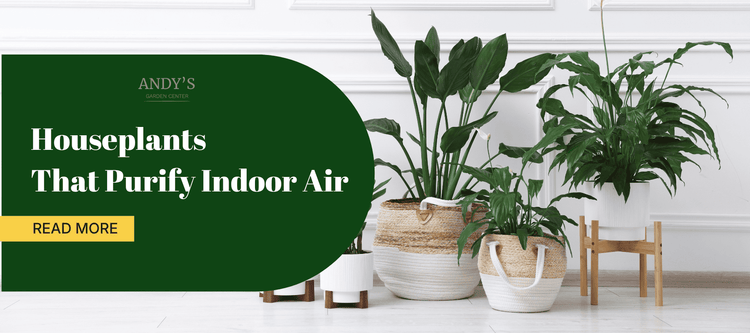Houseplants That Purify Indoor Air: Your Complete Guide – Andy's Garden ...